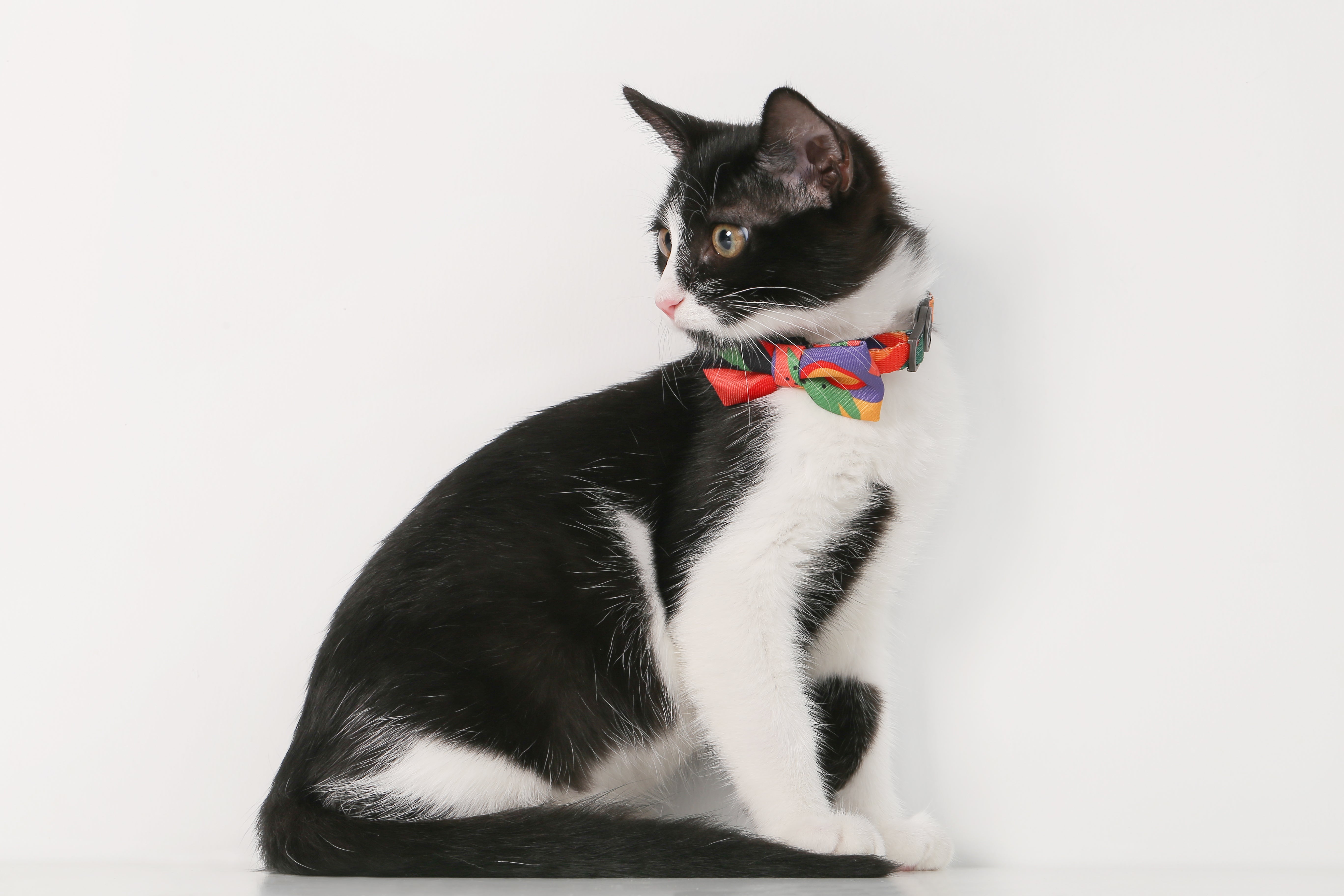 PIDAN Cat Bow Tie Collar – Premium and Stylish Accessory for Your Cat ...